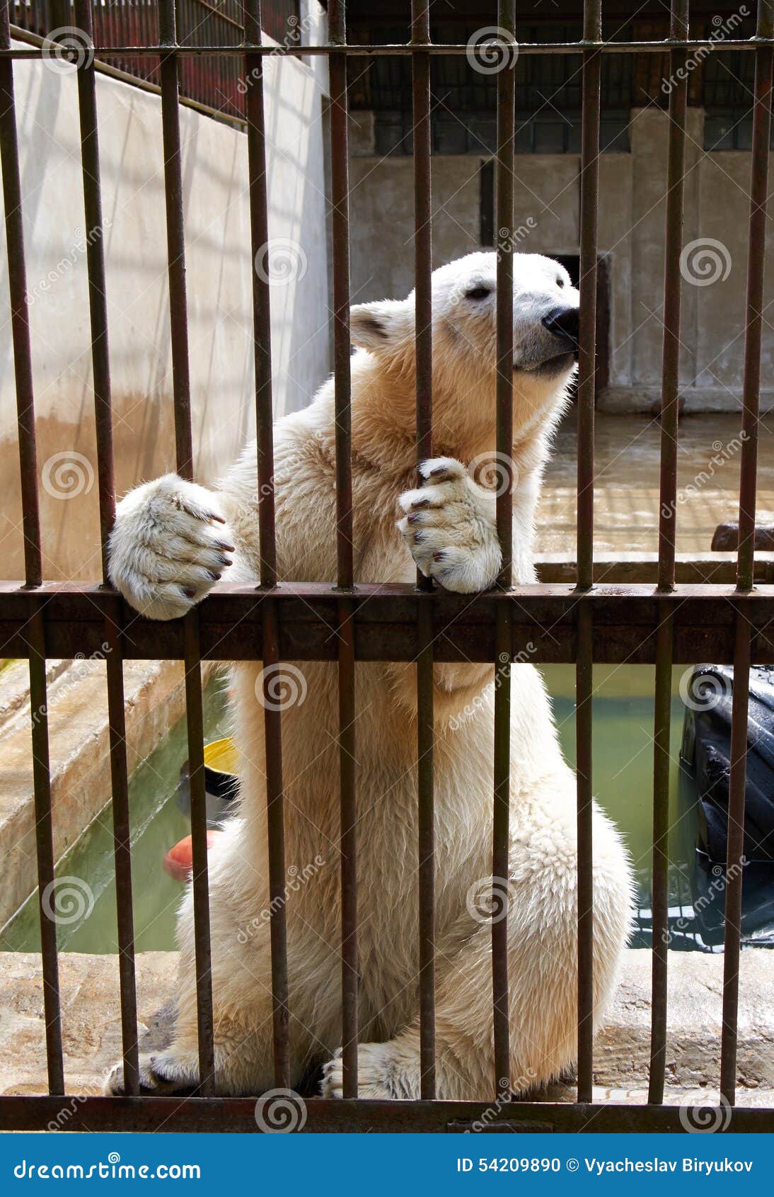 Polar bear in cell stock photo. Image of bear, nature - 54209890