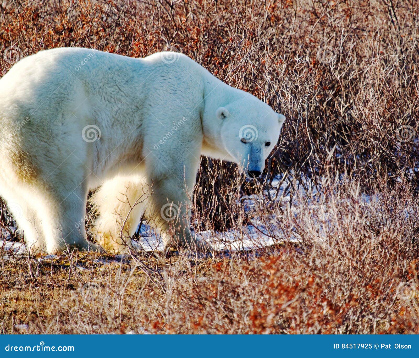 Polar Bear Checking What is Behind Him Stock Image - Image of natural ...