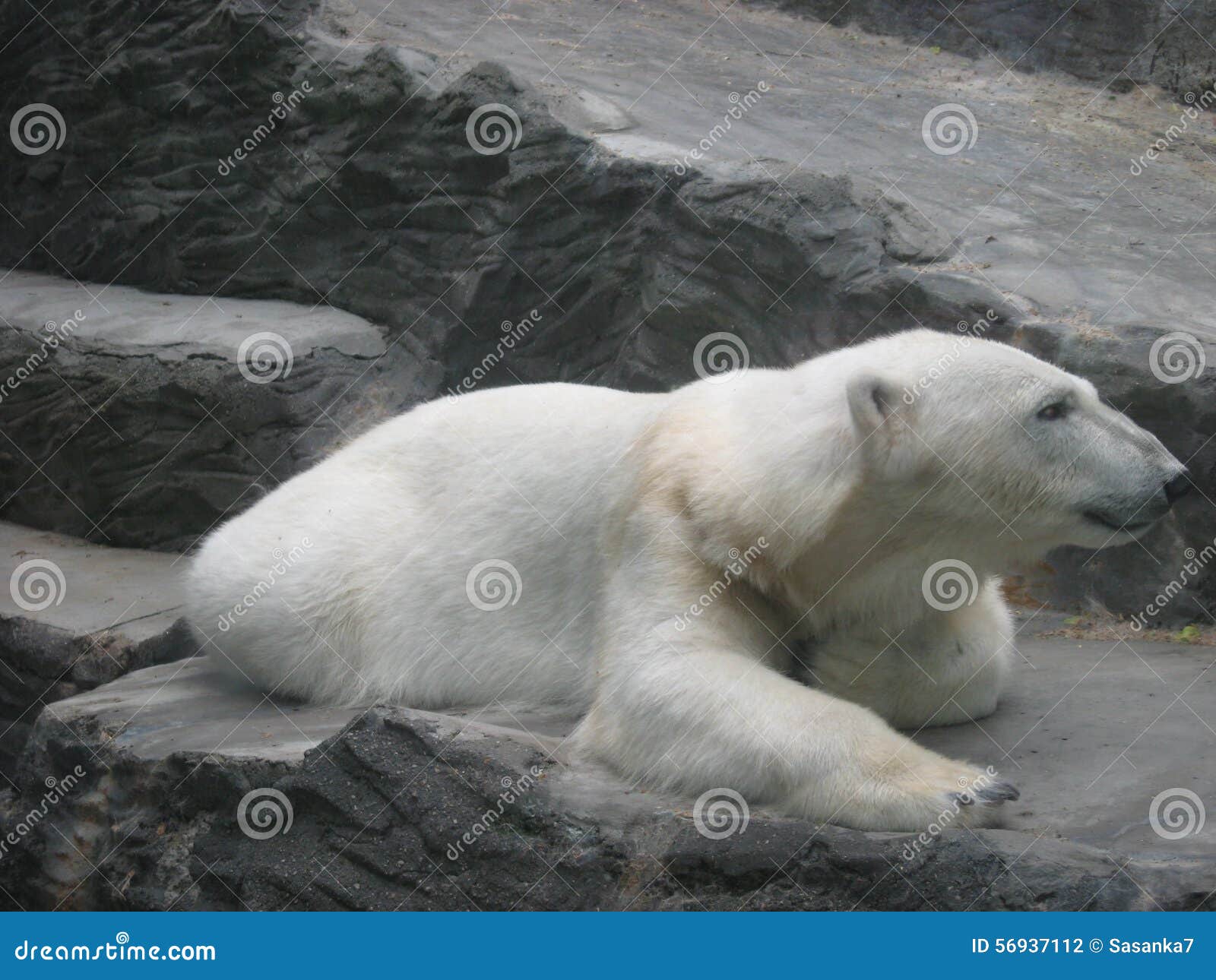 Polar bear stock photo. Image of isolated, power, baby - 56937112
