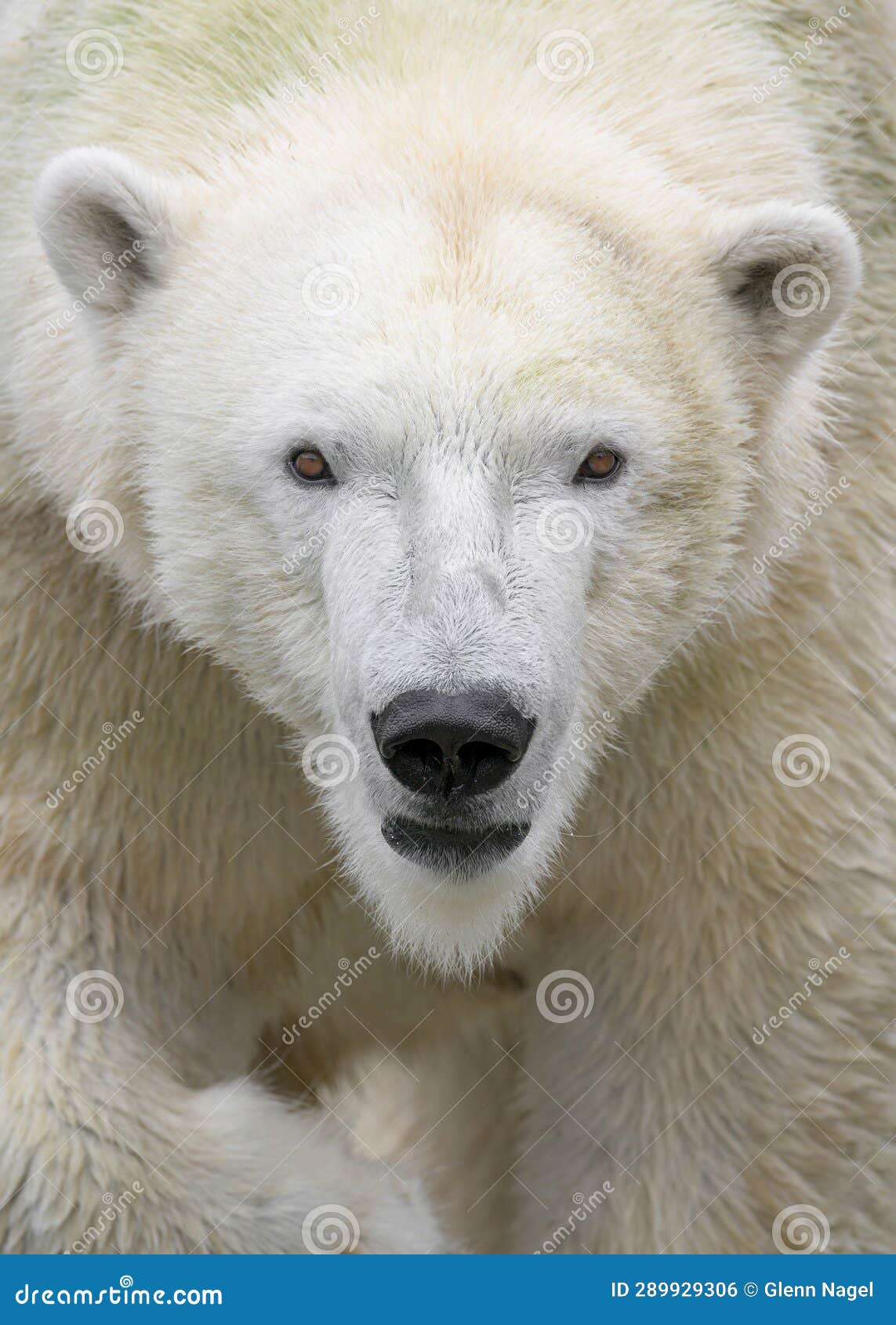Polar Bear Closeup Headshot Portrait Stock Photo - Image of outside ...