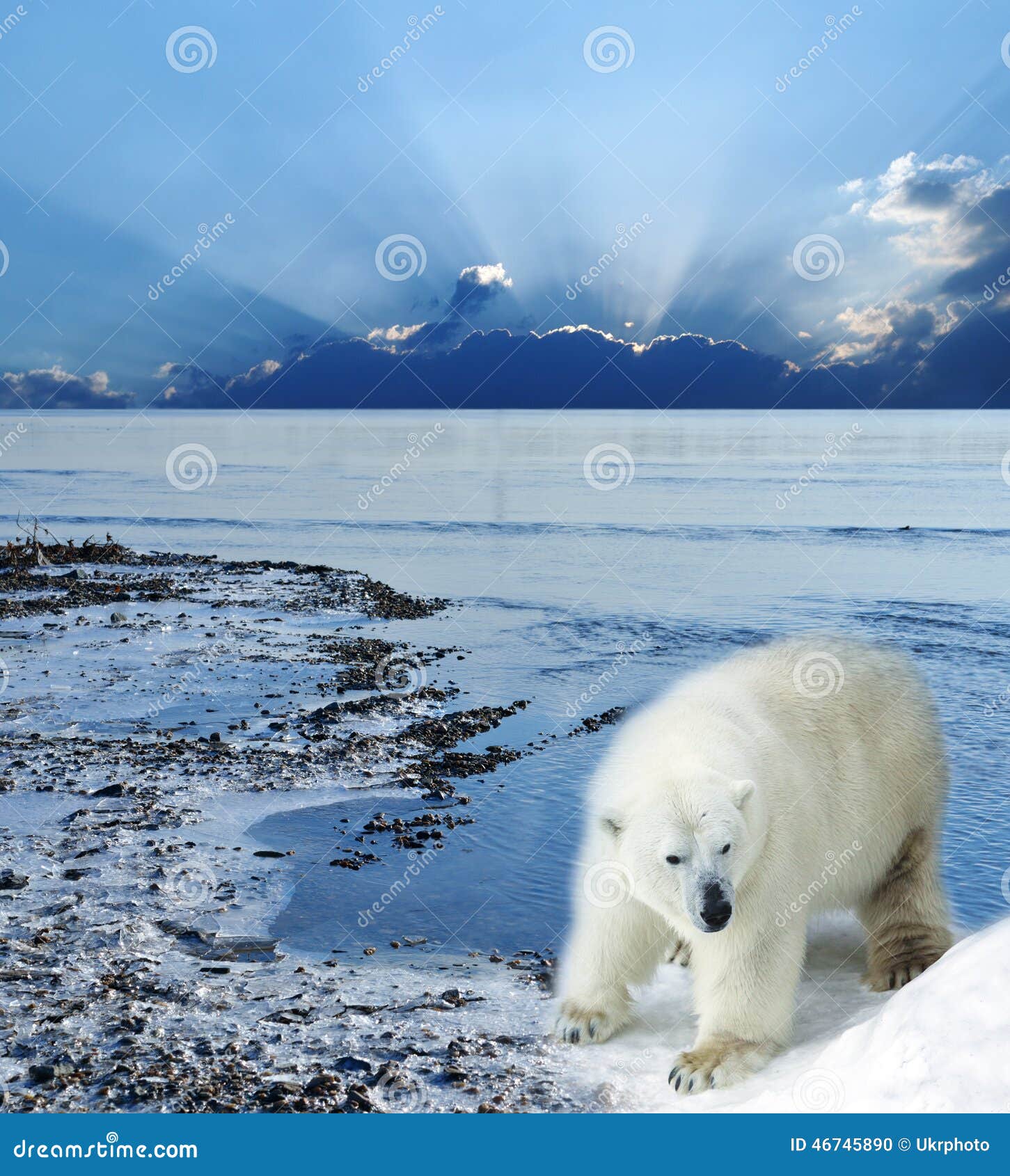Polar bear on the coast stock photo. Image of river, cold - 46745890