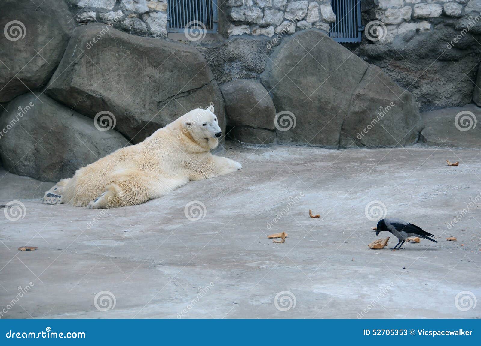 Polar Bear and Crow stock image. Image of ursus, idle - 52705353