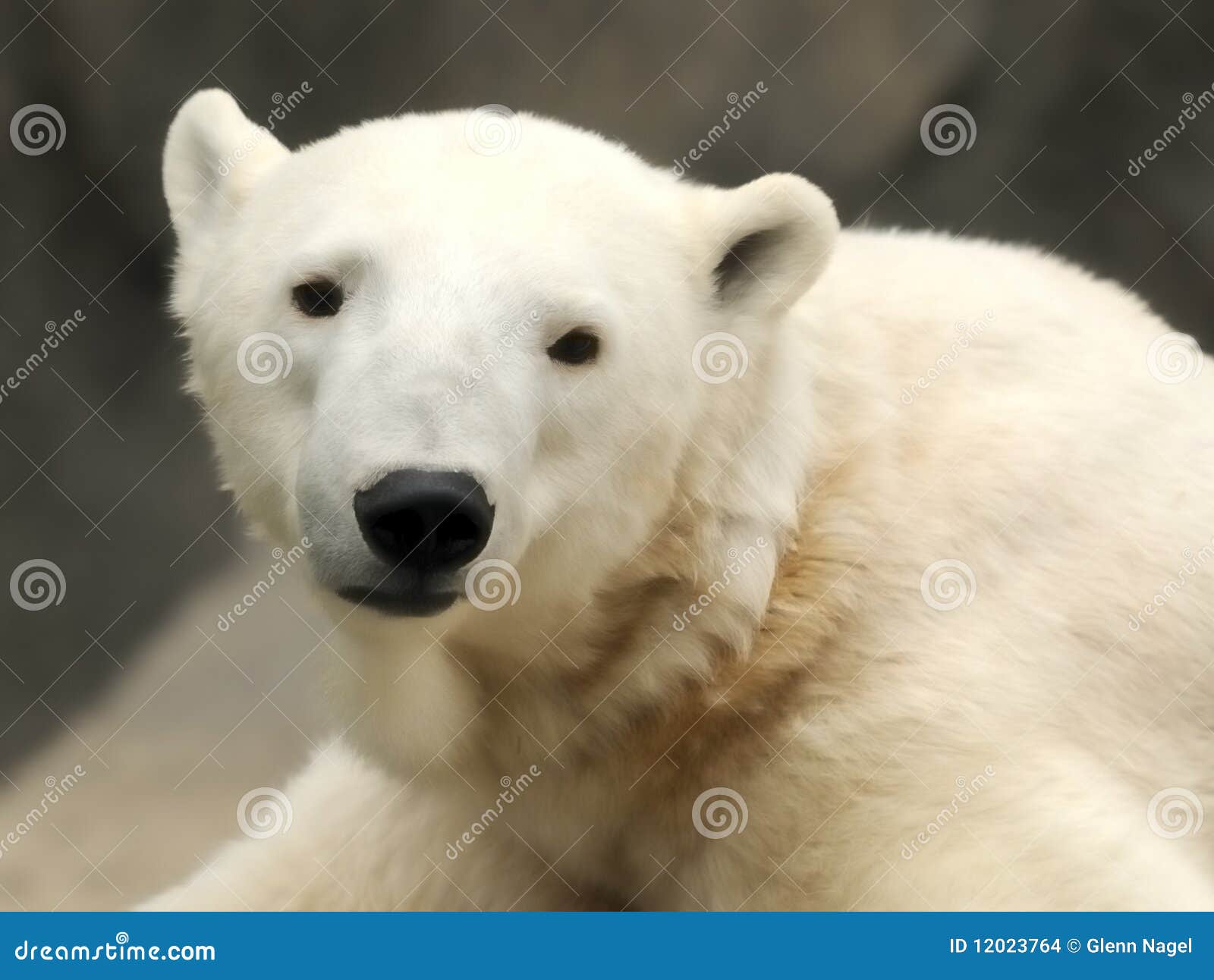 Polar bear cub stock photo. Image of predator, mammal - 12023764