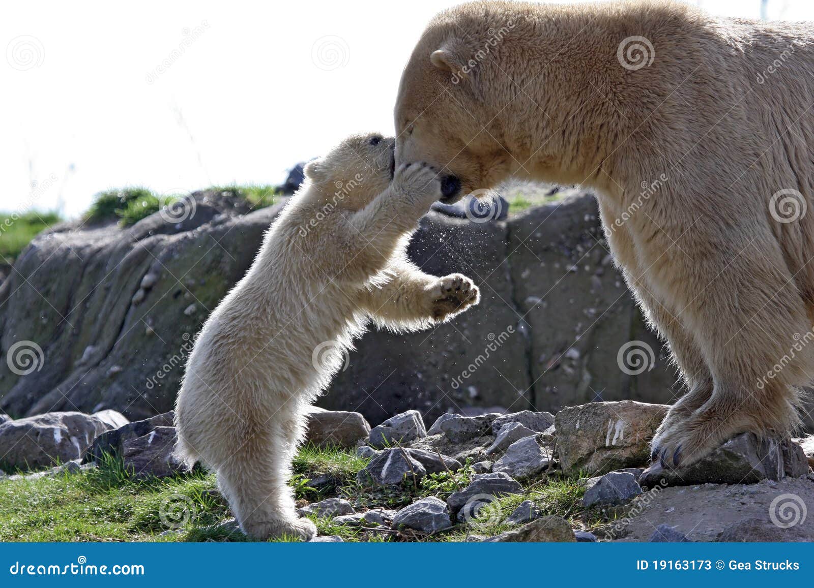 Polar bear with cub stock image. Image of young, wildlife - 19163173