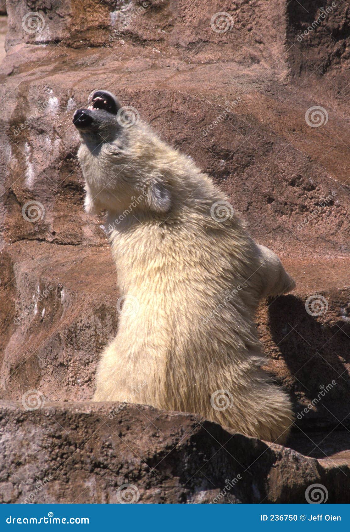 Polar Bear Cub stock photo. Image of play, polar, cute - 236750