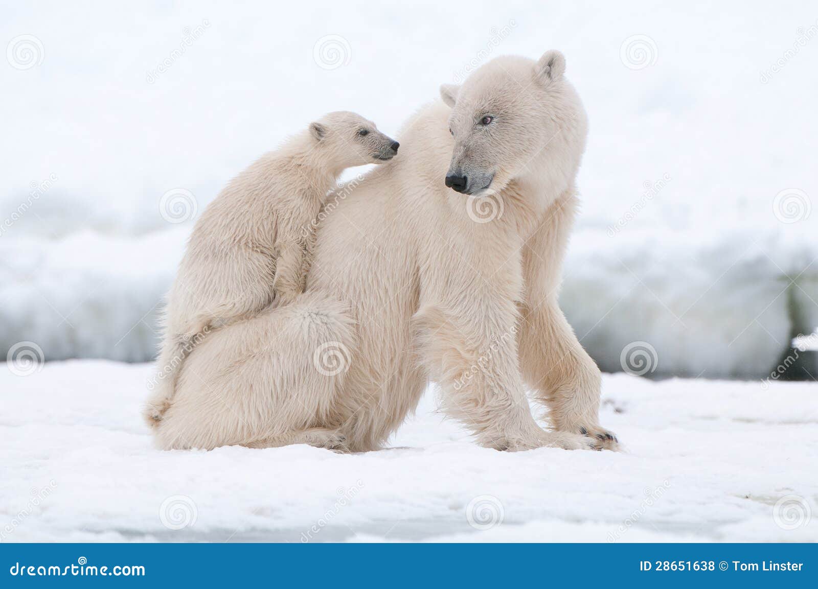 Polar Bear Couple Cuddling On Drift Ice In Arctic Svalbard. Bear With ...