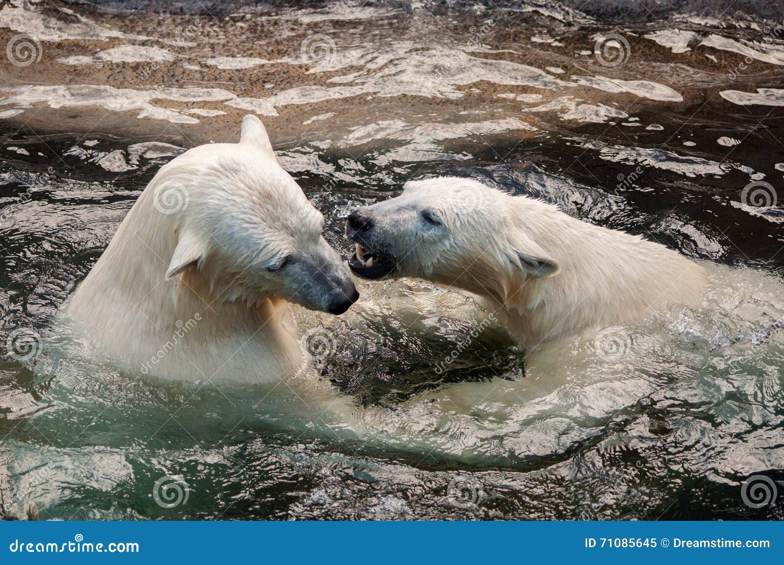 Polar Bear Cubs Playing in Water Stock Image - Image of frosty, power ...