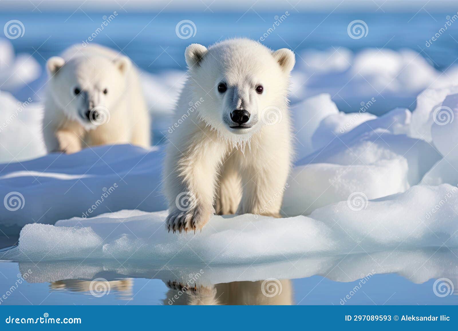 Polar Bear Cubs in the Snow. Ai Generative Stock Illustration ...