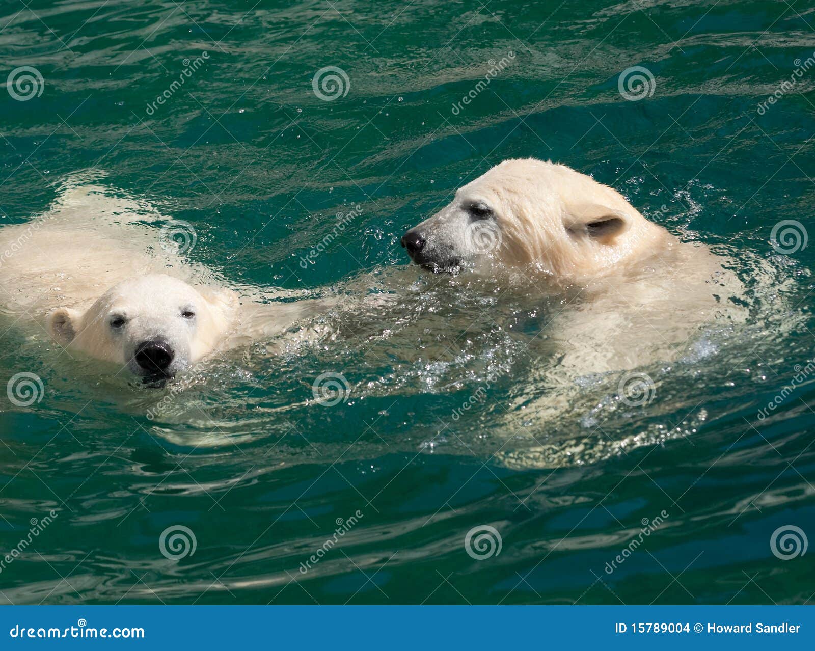Polar Bear Cubs in the Water Stock Photo - Image of wildlife, swimming ...