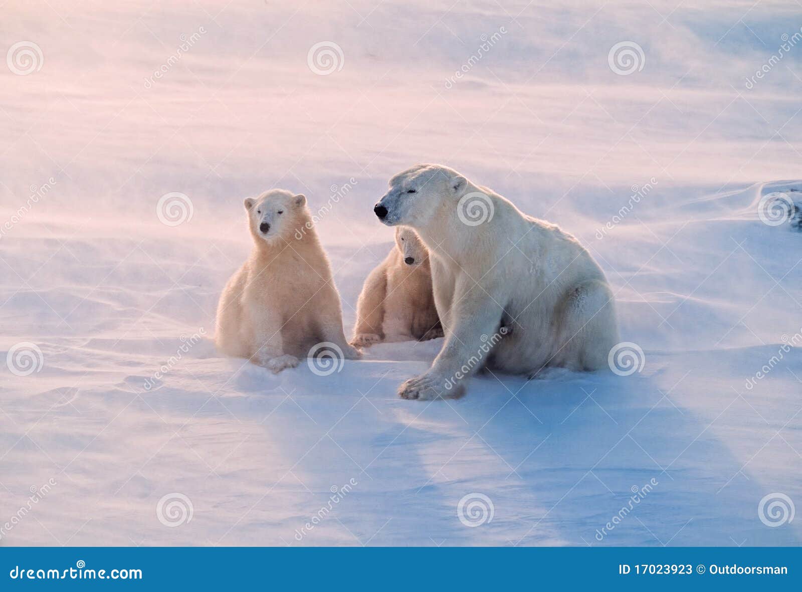Polar Bear and Cubs in Weak Arctic Sunlight Stock Image - Image of ...
