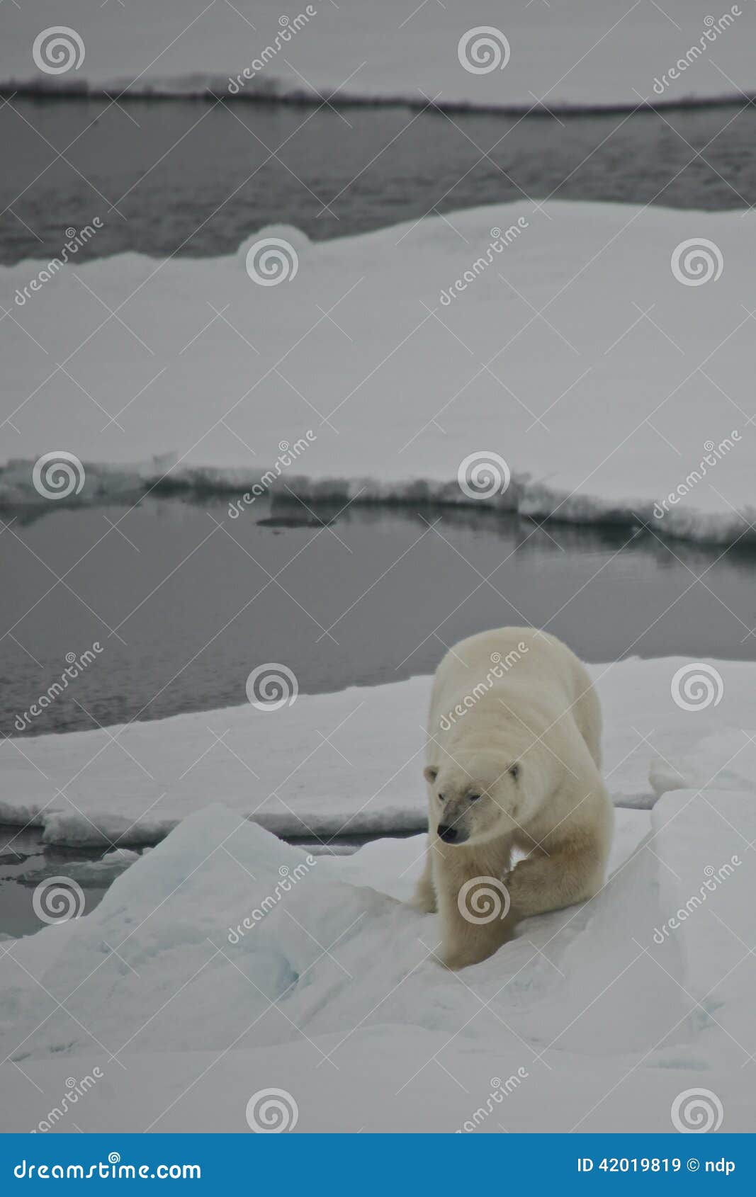 Polar Bear Descending Ice Floe in Arctic Stock Image - Image of water ...