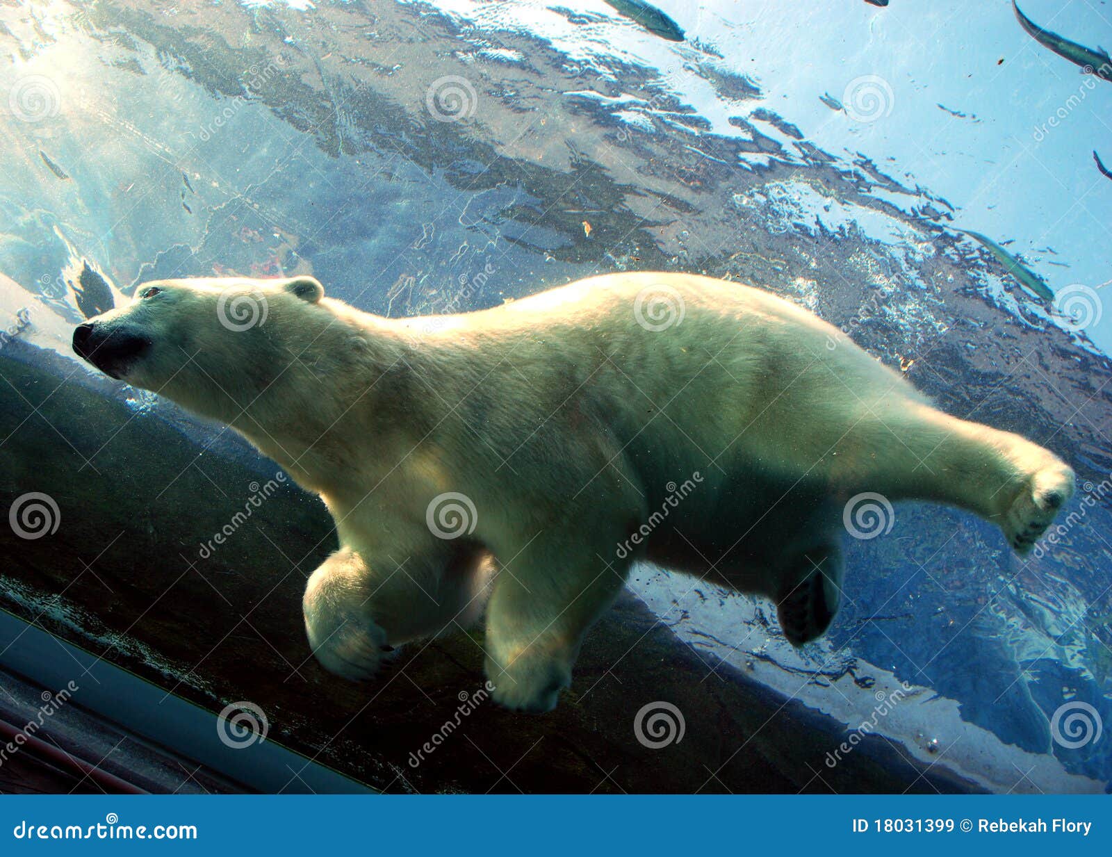 Polar Bear Dive in Water stock image. Image of crystal - 18031399