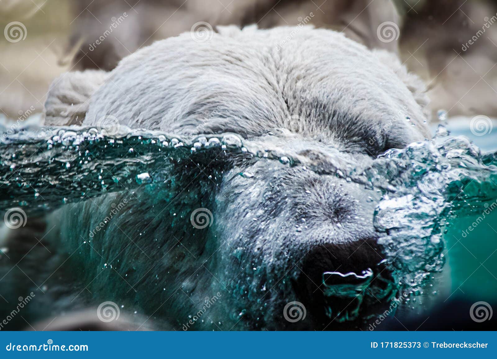 A Polar Bear Dives Under the Water Stock Image - Image of polar, mammal ...