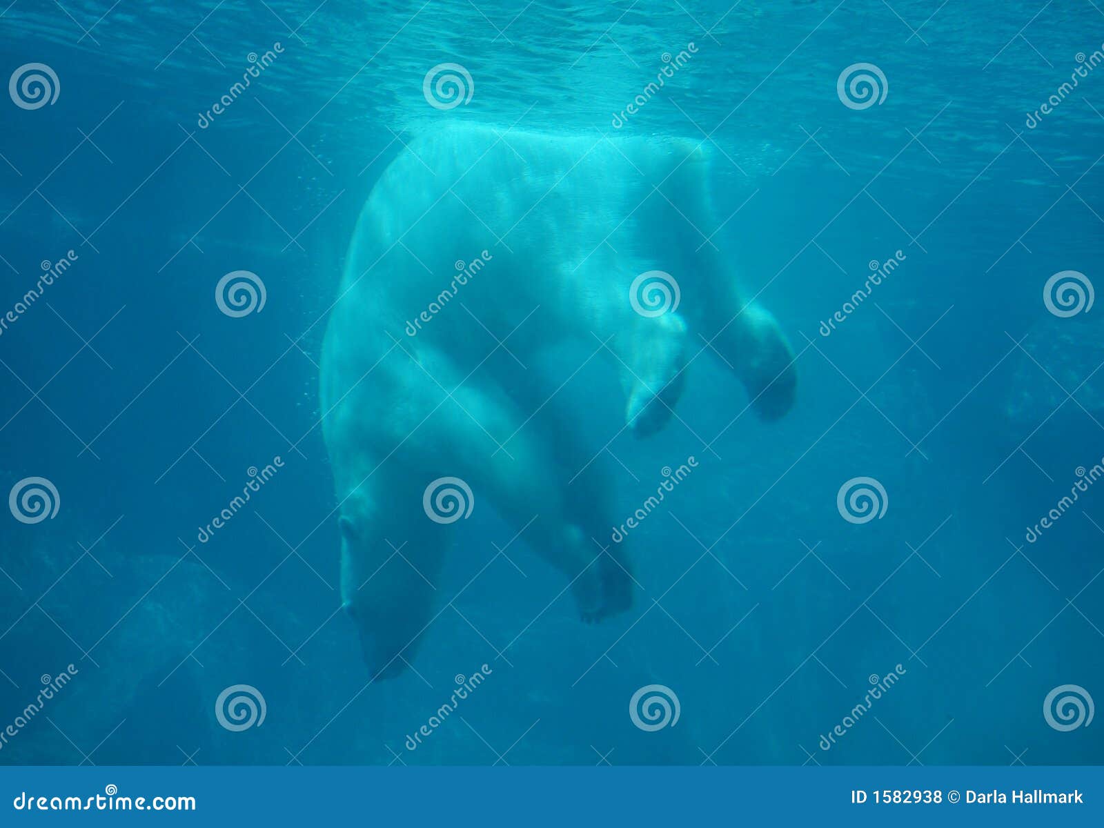 Polar bear diving stock photo. Image of marine, arctic - 1582938