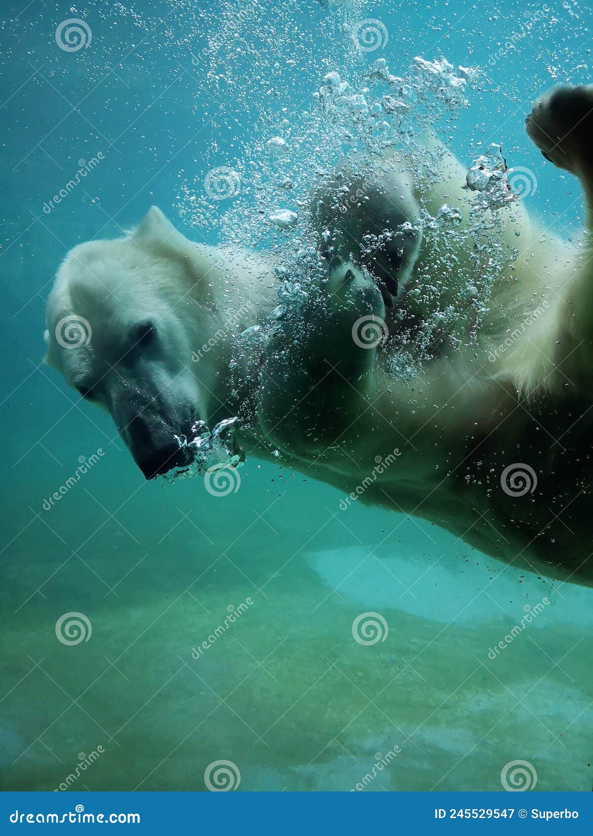 Polar Bear Diving Underwater Stock Image - Image of pool, arctic: 245529547