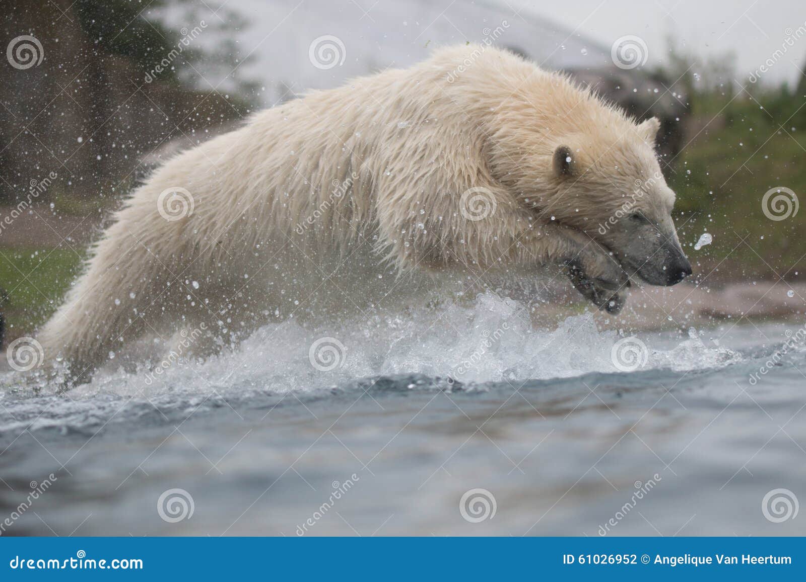 Polar Bear Diving into Water Stock Photo - Image of animal, beijing ...
