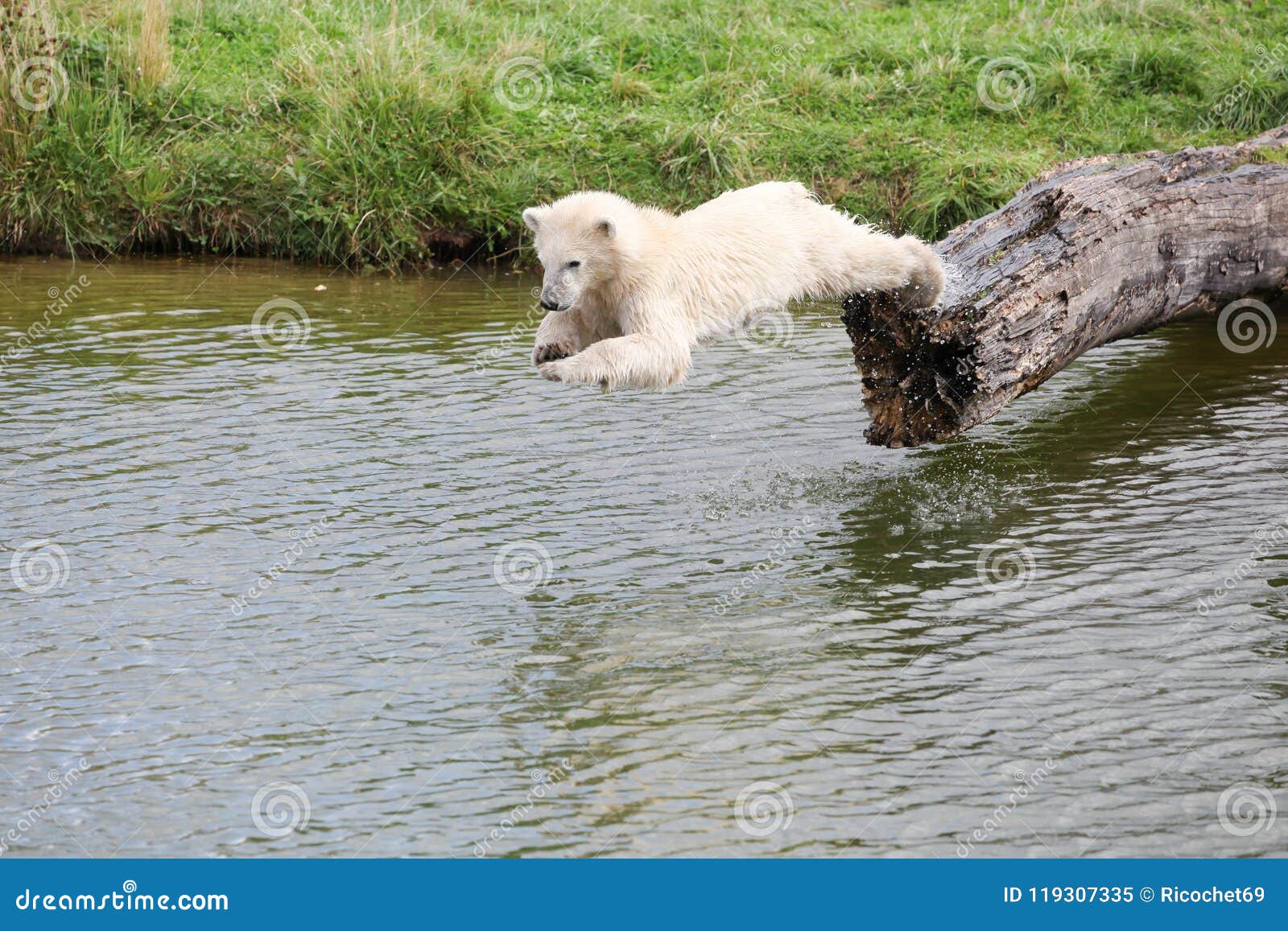 Polar Bear Diving into the Water Stock Image - Image of north, isolated ...