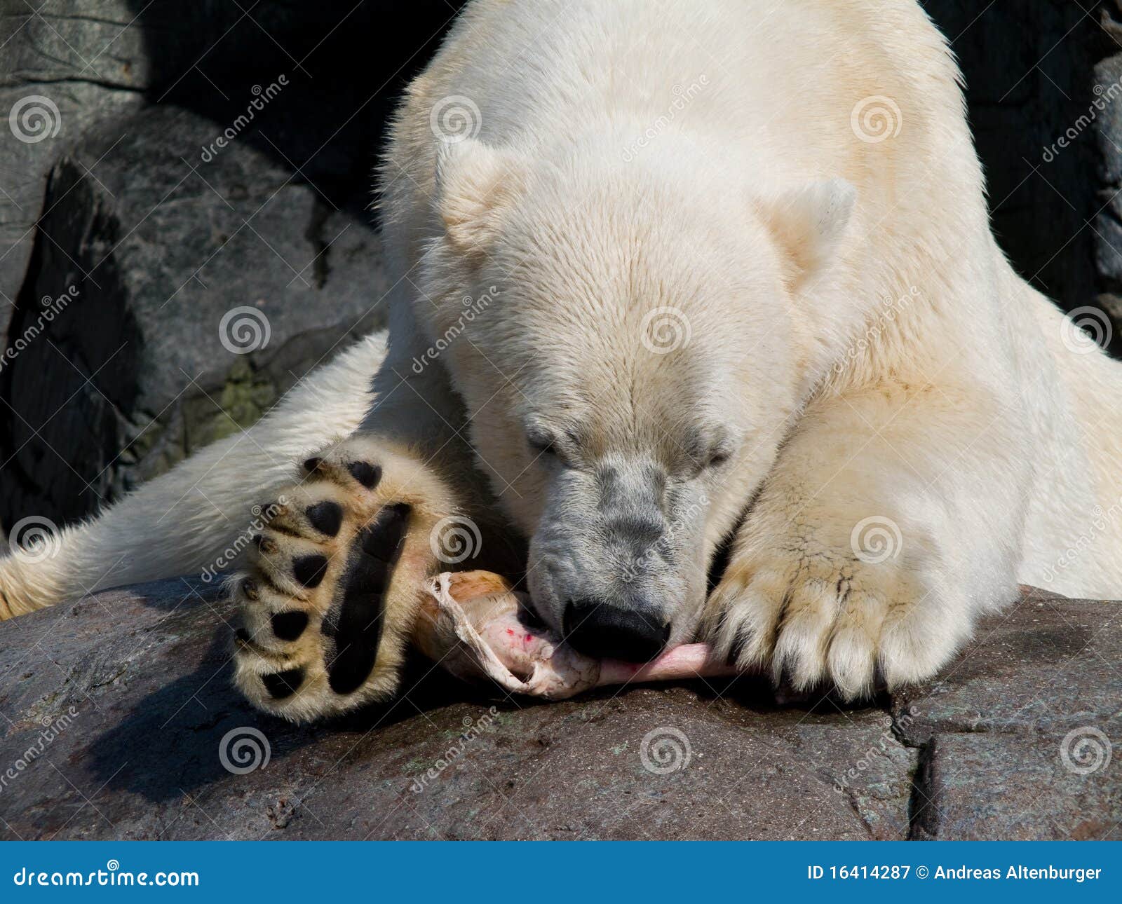 Polar Bear Eating a Piece of Horse Leg Stock Image - Image of aquatic ...