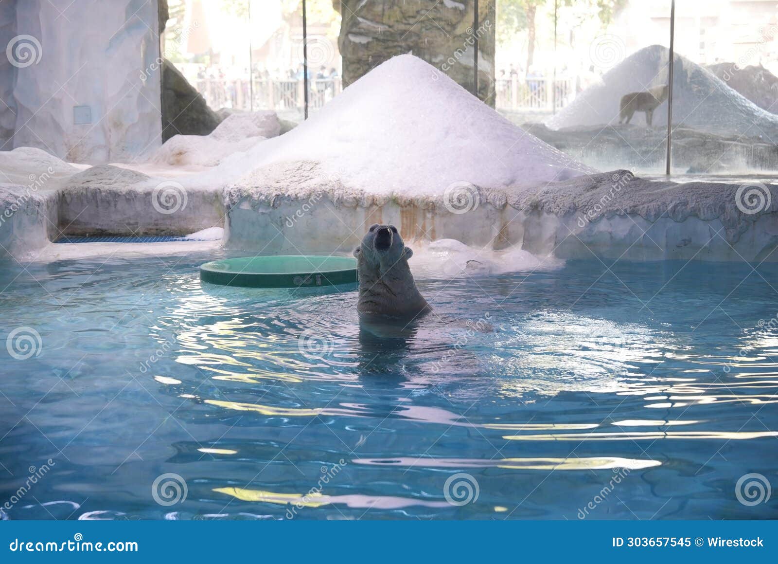 Polar Bear Enjoying a Playful Moment in a Pool of Water Stock Image ...