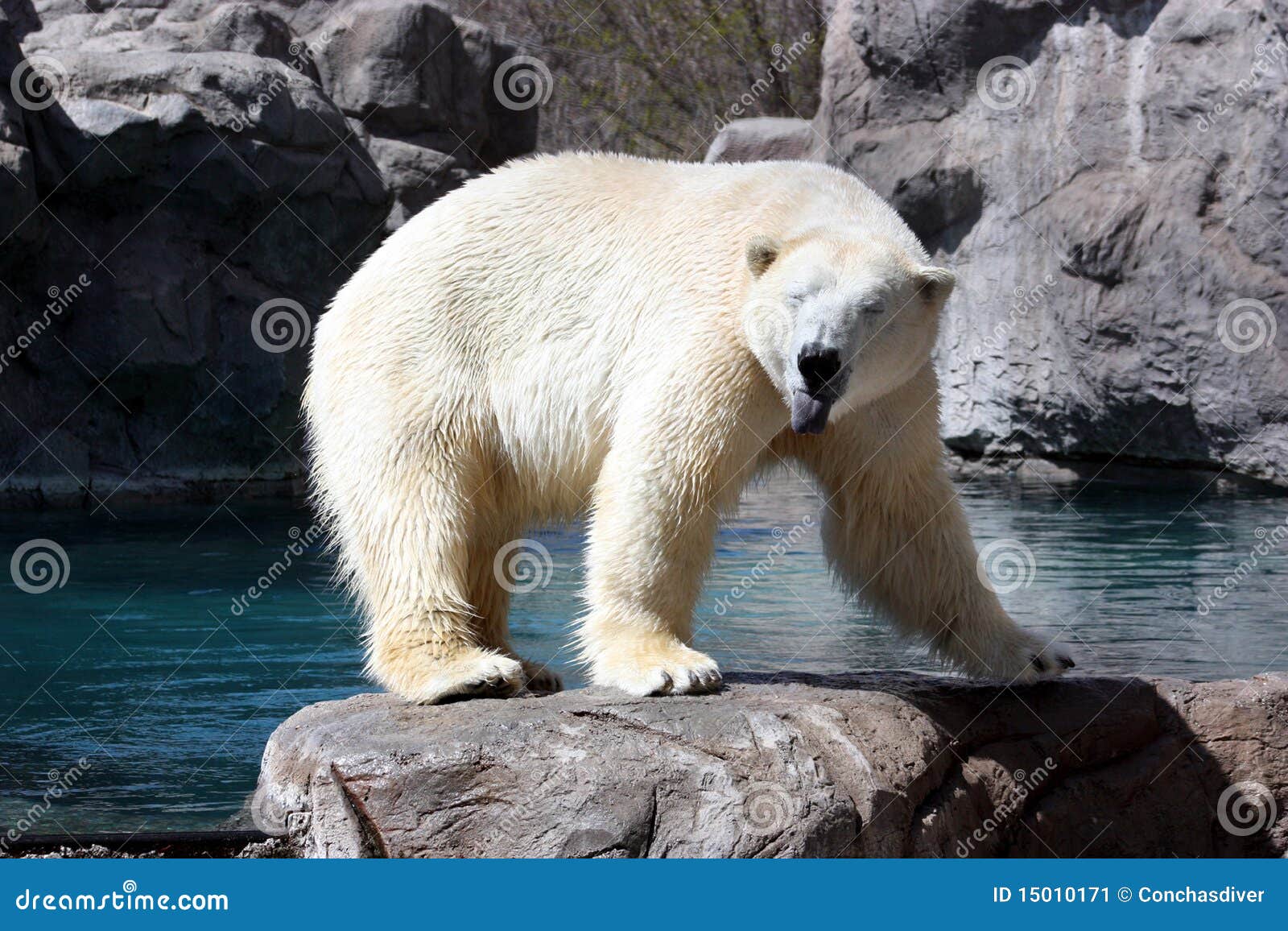 Polar bear face stock image. Image of ocean, arctic, polar - 15010171