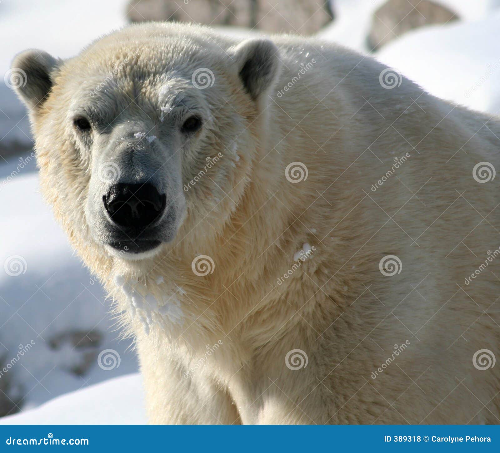 Polar Bear Face stock photo. Image of cold, northern, snow - 389318