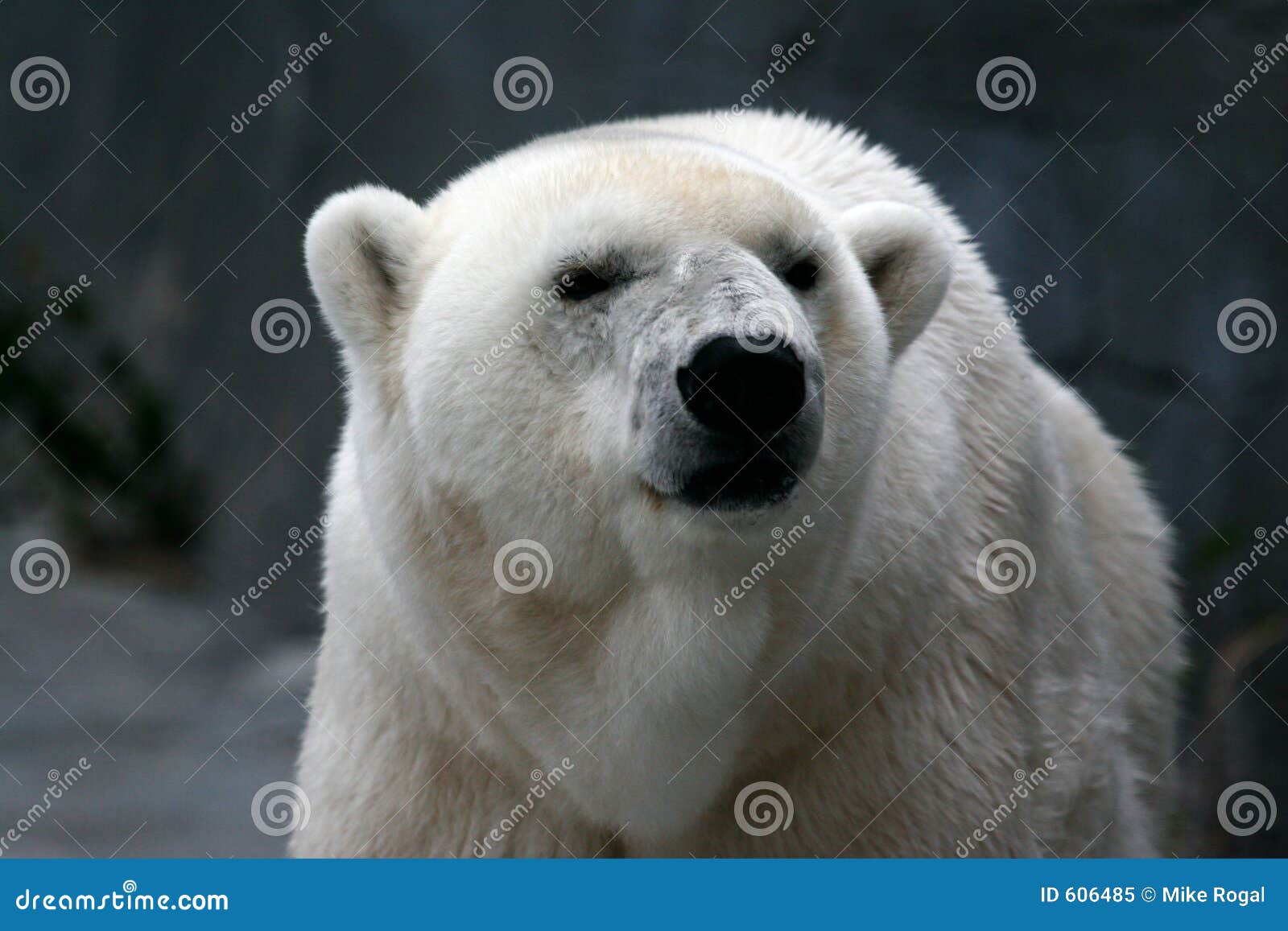 Polar Bear Face stock image. Image of black, churchill - 606485