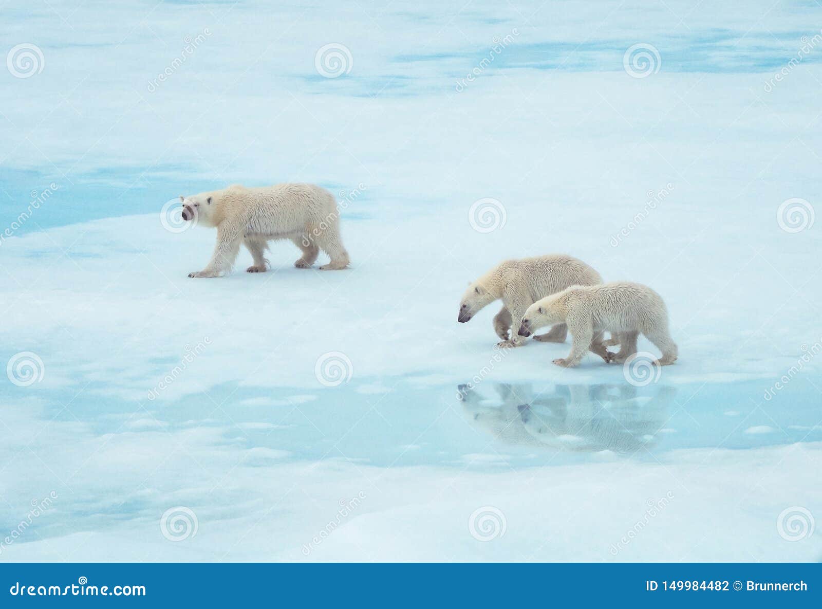 Polar Bear Family Walking on Ice in the Arctic Stock Photo - Image of ...