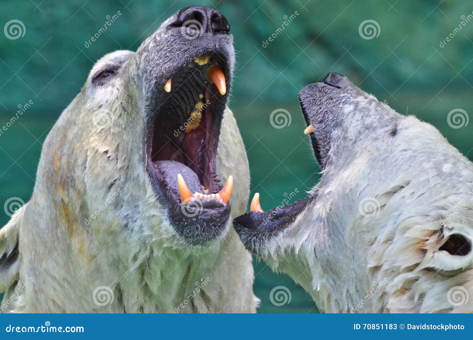 Polar Fight On The Ice. Two Polar Bear Fighting On Drift Ice In Arctic ...