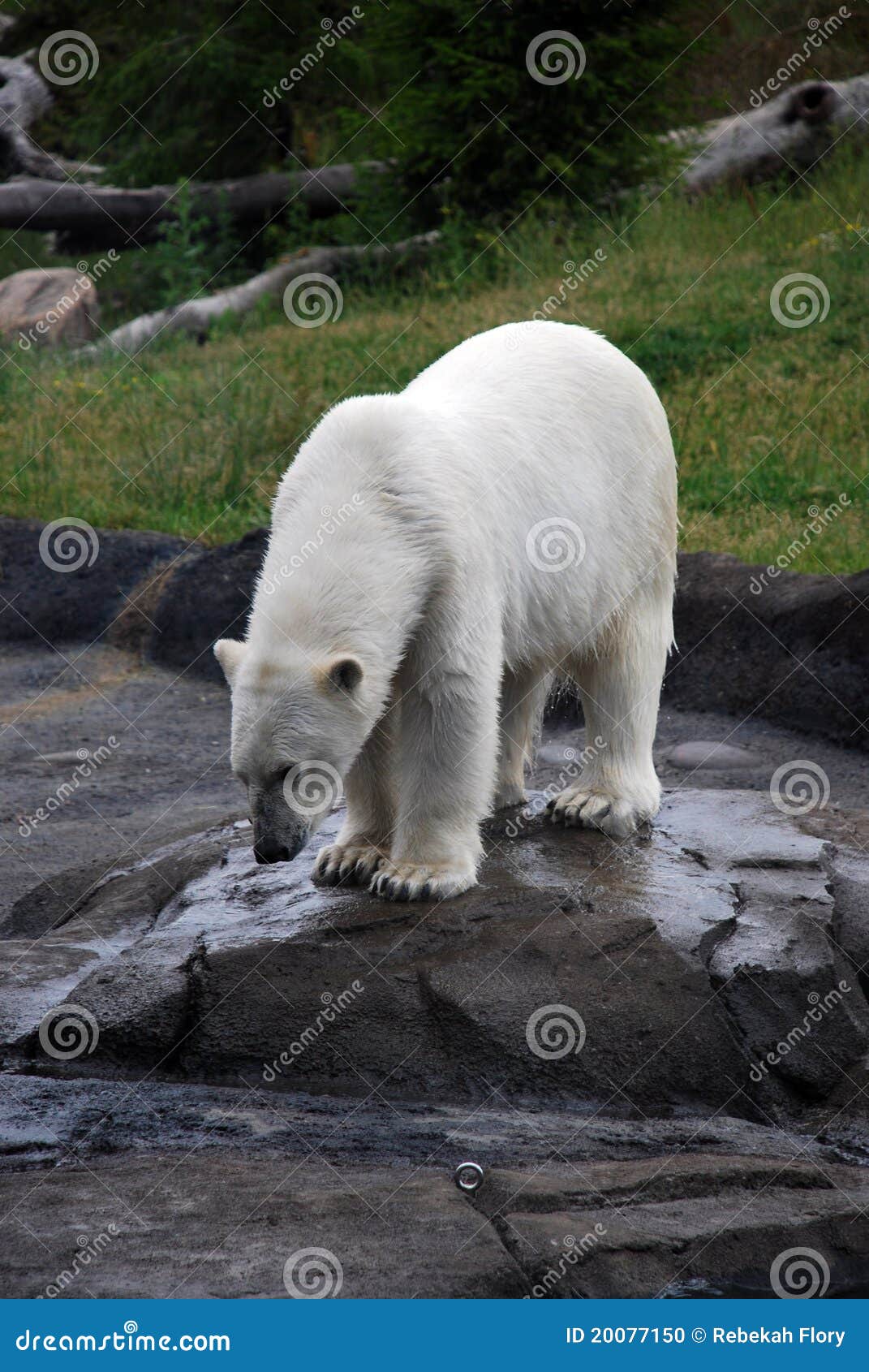 Polar Bear Fishing stock photo. Image of fish, arctic - 20077150