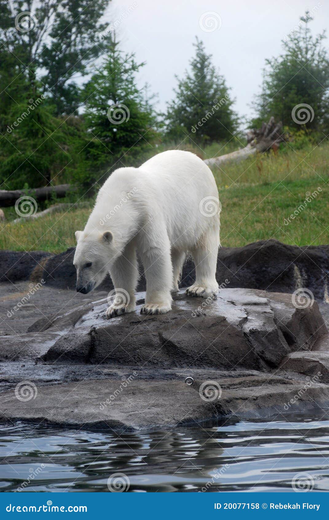 Polar Bear Fishing stock photo. Image of endangered, busy - 20077158