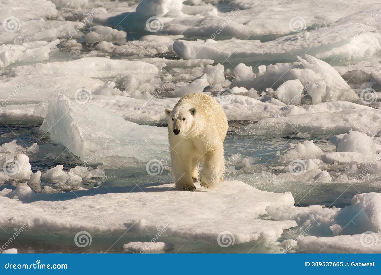 Polar Bear on Floating Ice, Labrador Sea, Canada Stock Image - Image of ...