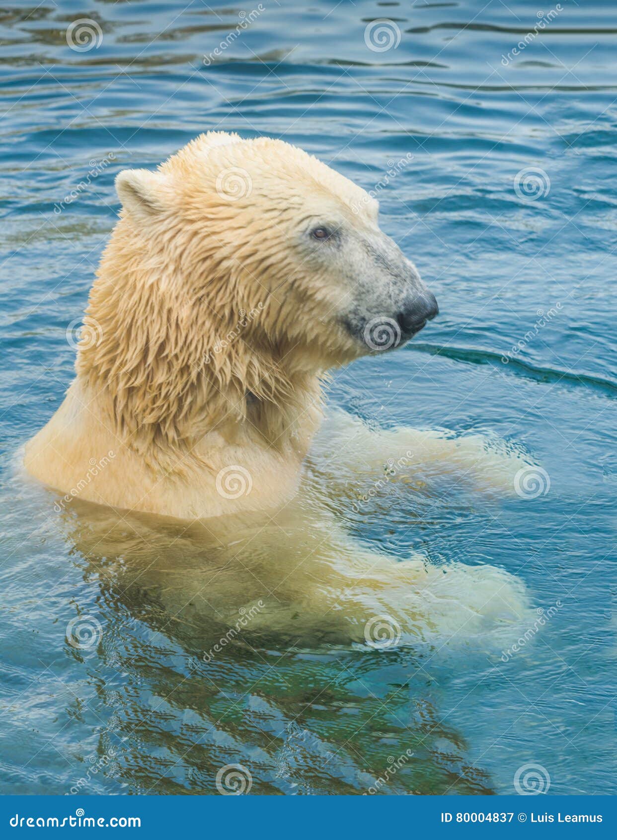 Polar bear floating stock image. Image of endangered - 80004837