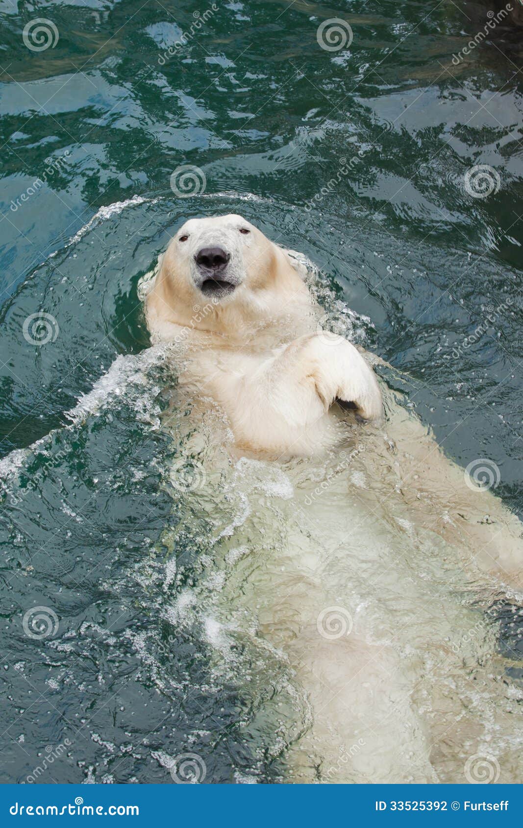 The Polar Bear Floats on His Back Stock Photo - Image of arctic ...