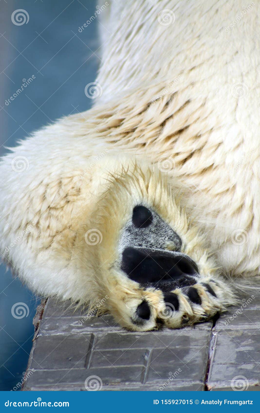 Polar bear foot close up stock image. Image of white - 155927015