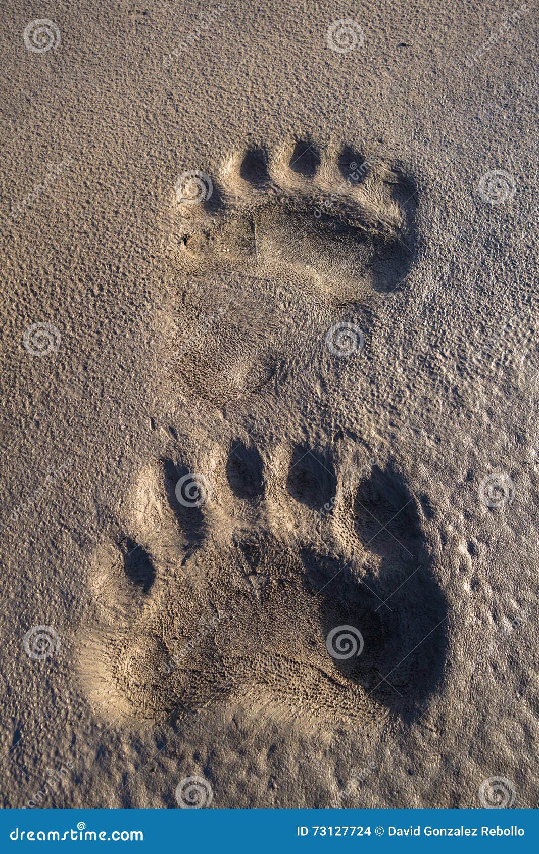 Polar bear footprints stock photo. Image of pair, feet - 73127724