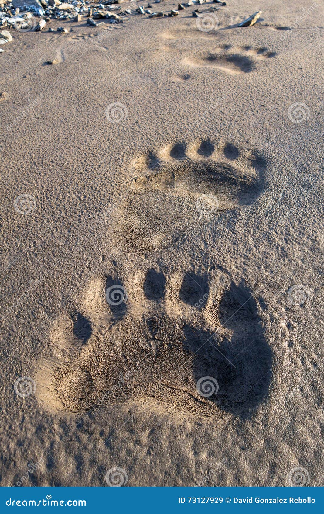 Polar bear footprints stock image. Image of bear, polar - 73127929