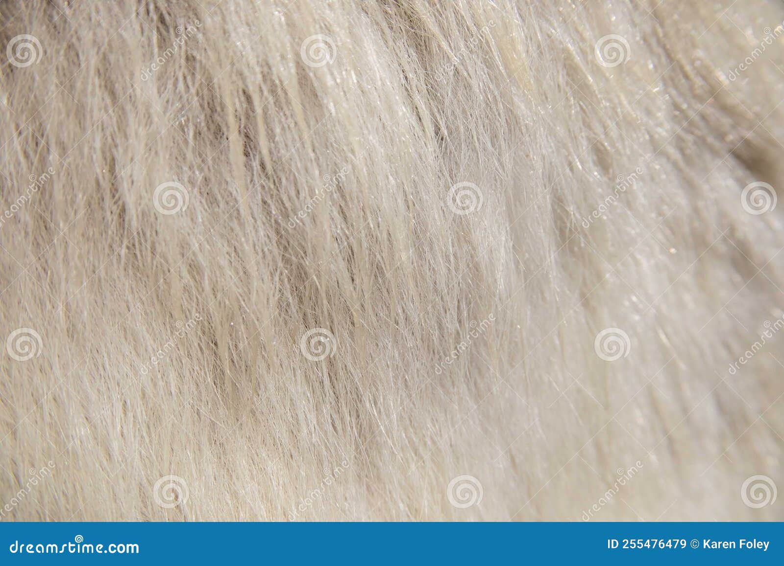 Polar bear fur close up stock image. Image of abstract - 255476479