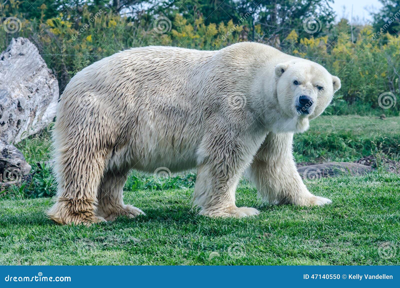 Polar Bear with Grumpy Face Stock Photo - Image of black, expression ...