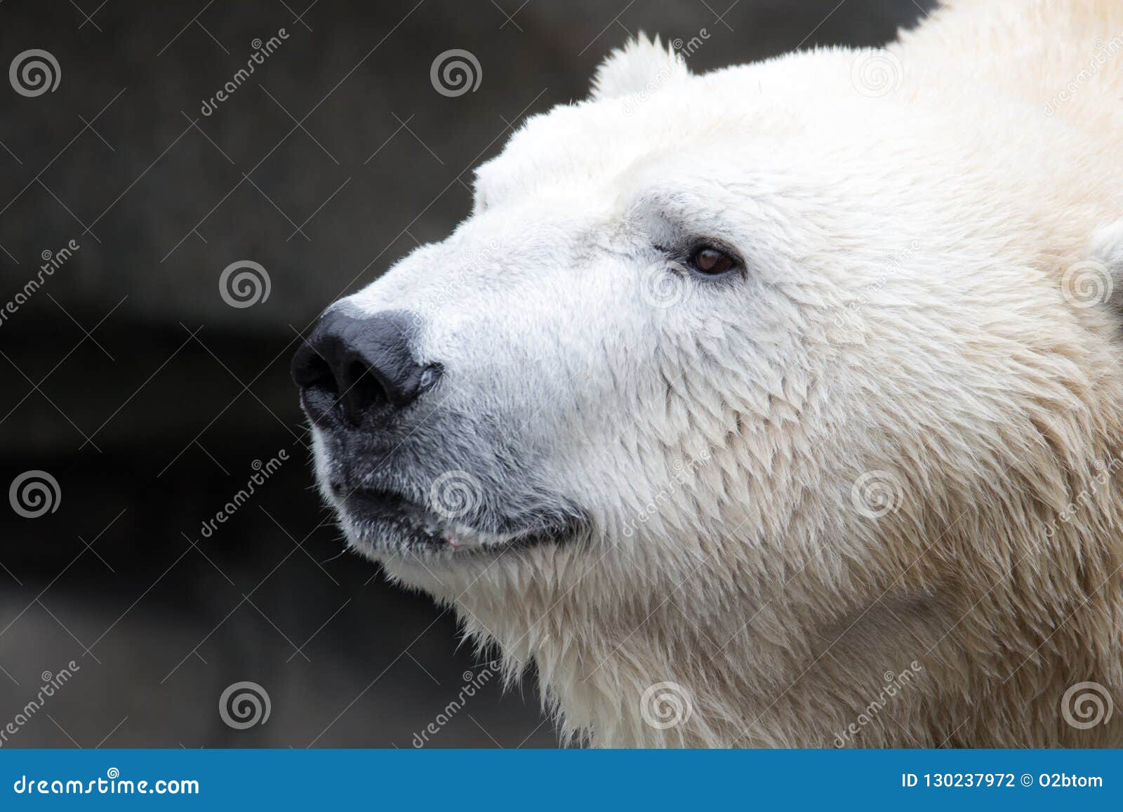Polar Bear Head Shot stock photo. Image of staring, stares - 130237972
