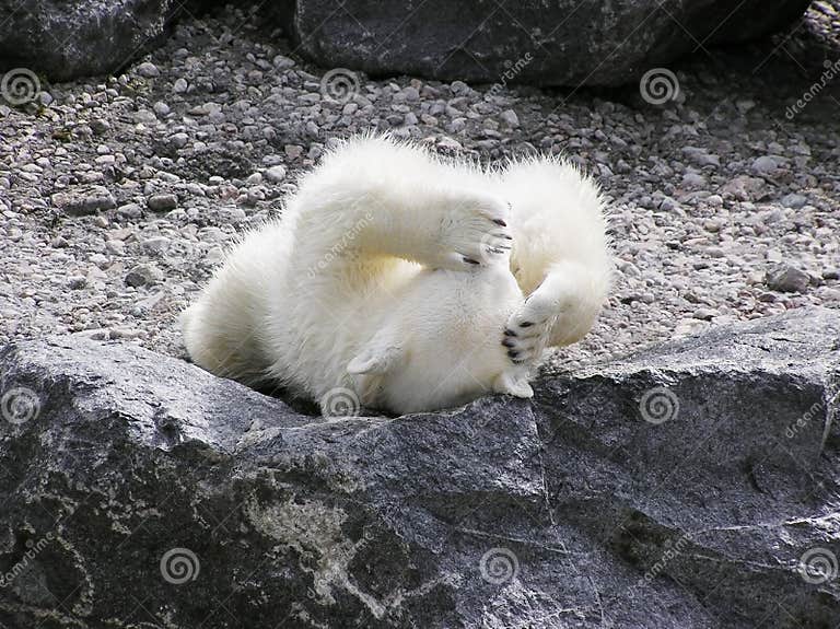 Polar bear with a headache stock photo. Image of dark - 5637854