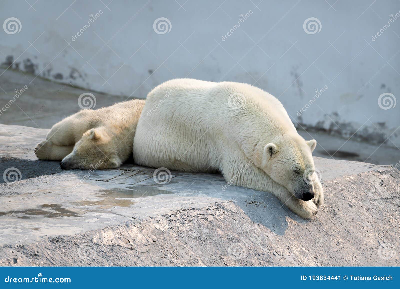Cute Polar Bear Cubs Sleeping