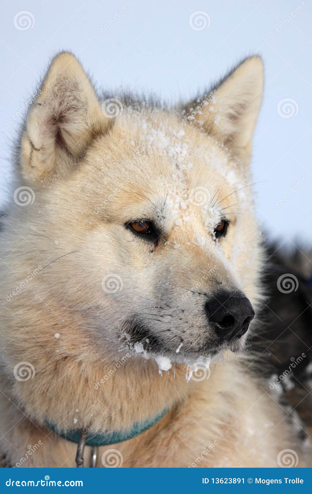 Polar-bear Hunter Sled Dog with Ice in Its Beard Stock Image - Image of ...