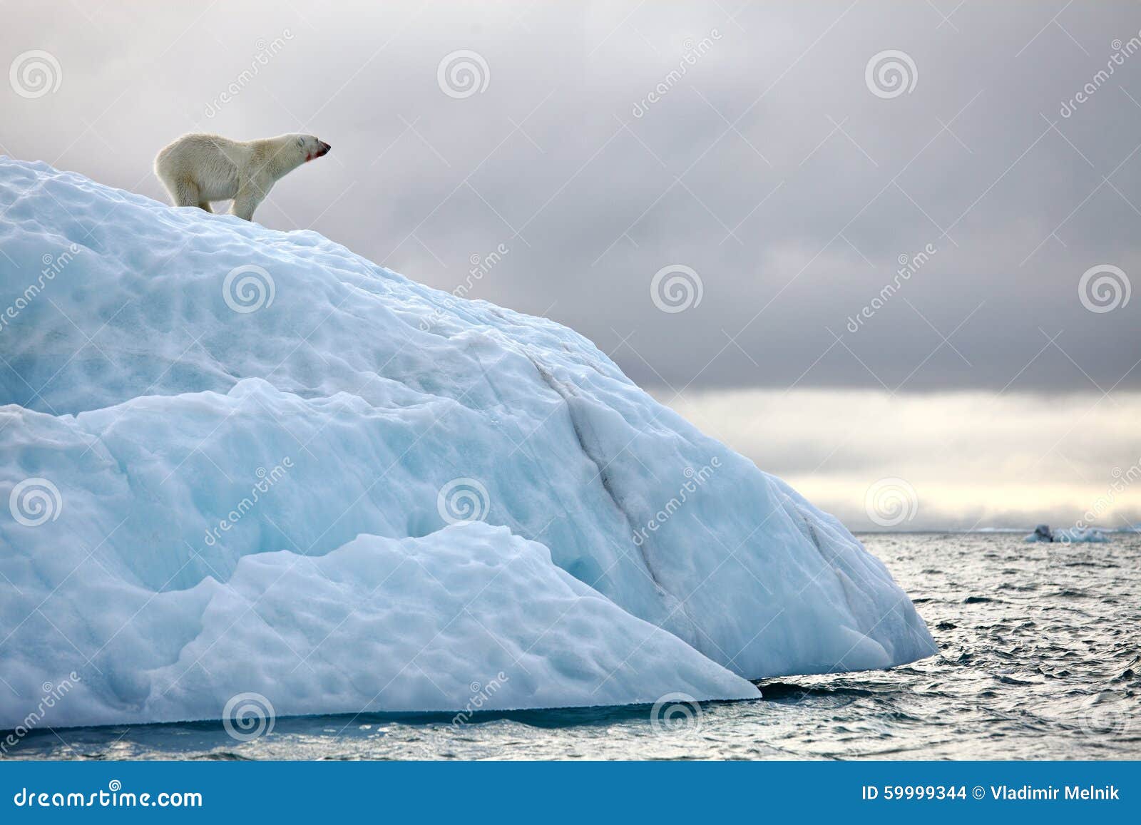 Polar bear on iceberg stock photo. Image of nature, north - 59999344
