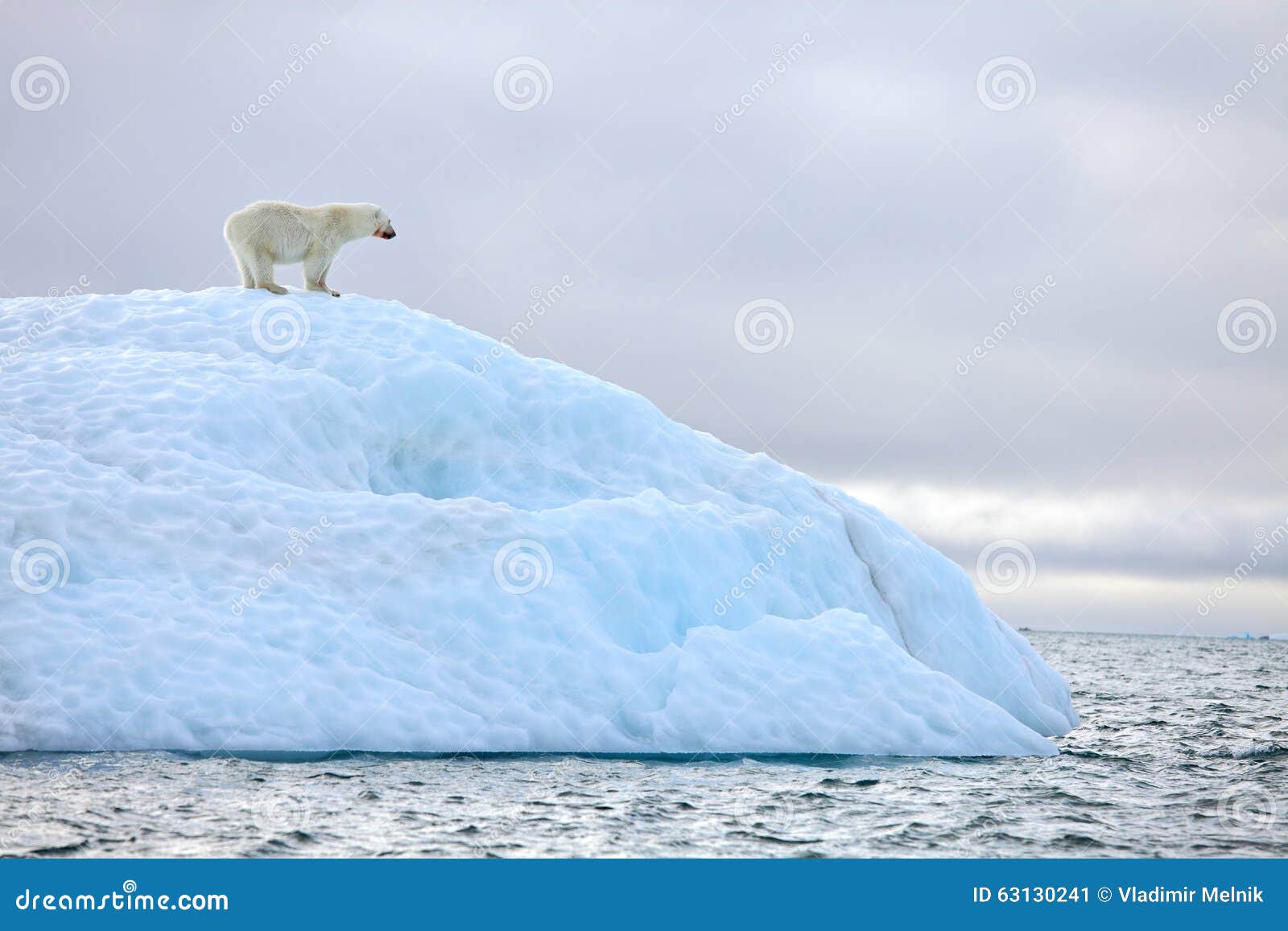 Polar bear on iceberg stock image. Image of arctic, endangered - 63130241