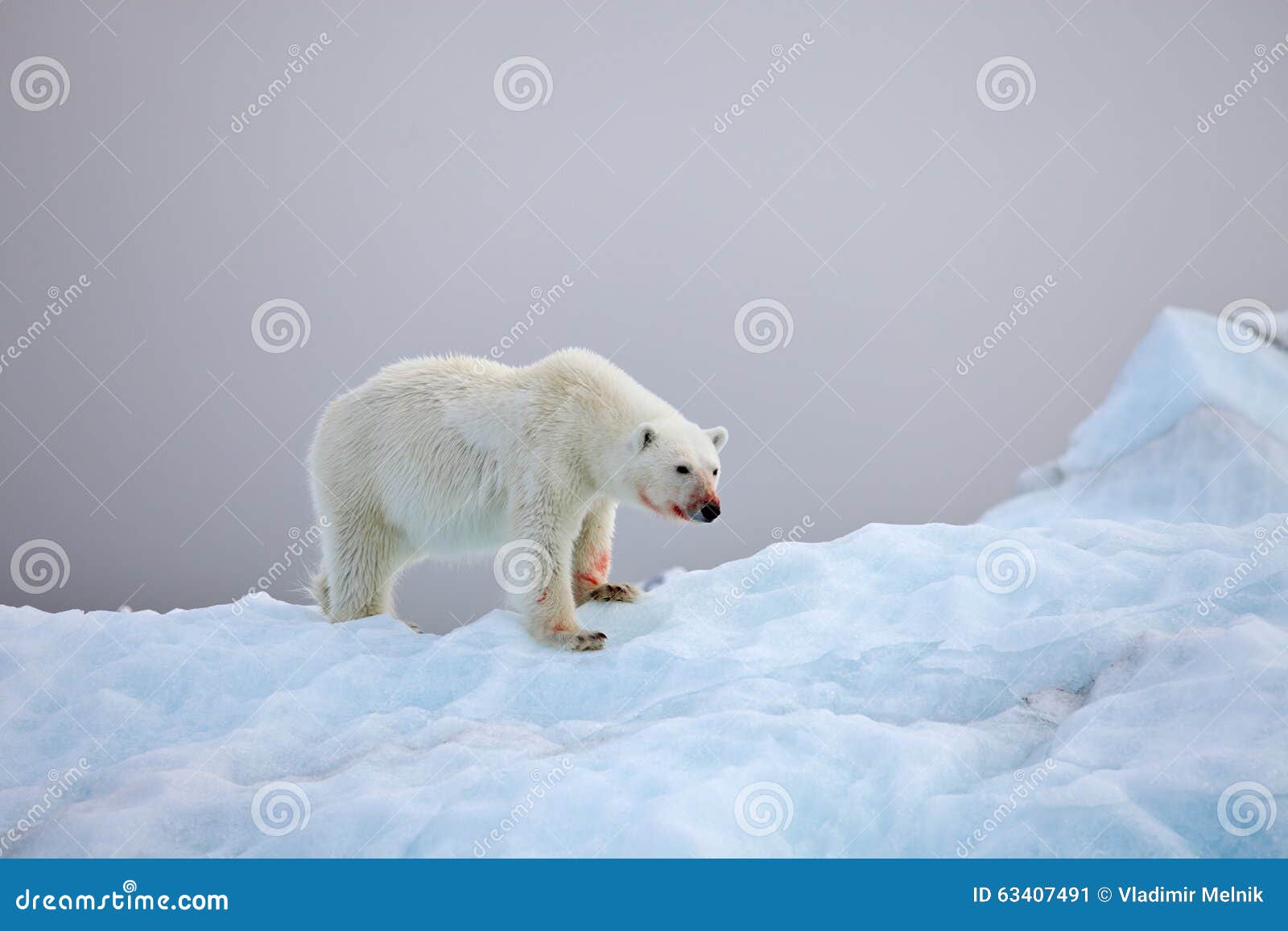 Polar bear on iceberg stock image. Image of spitsbergen - 63407491