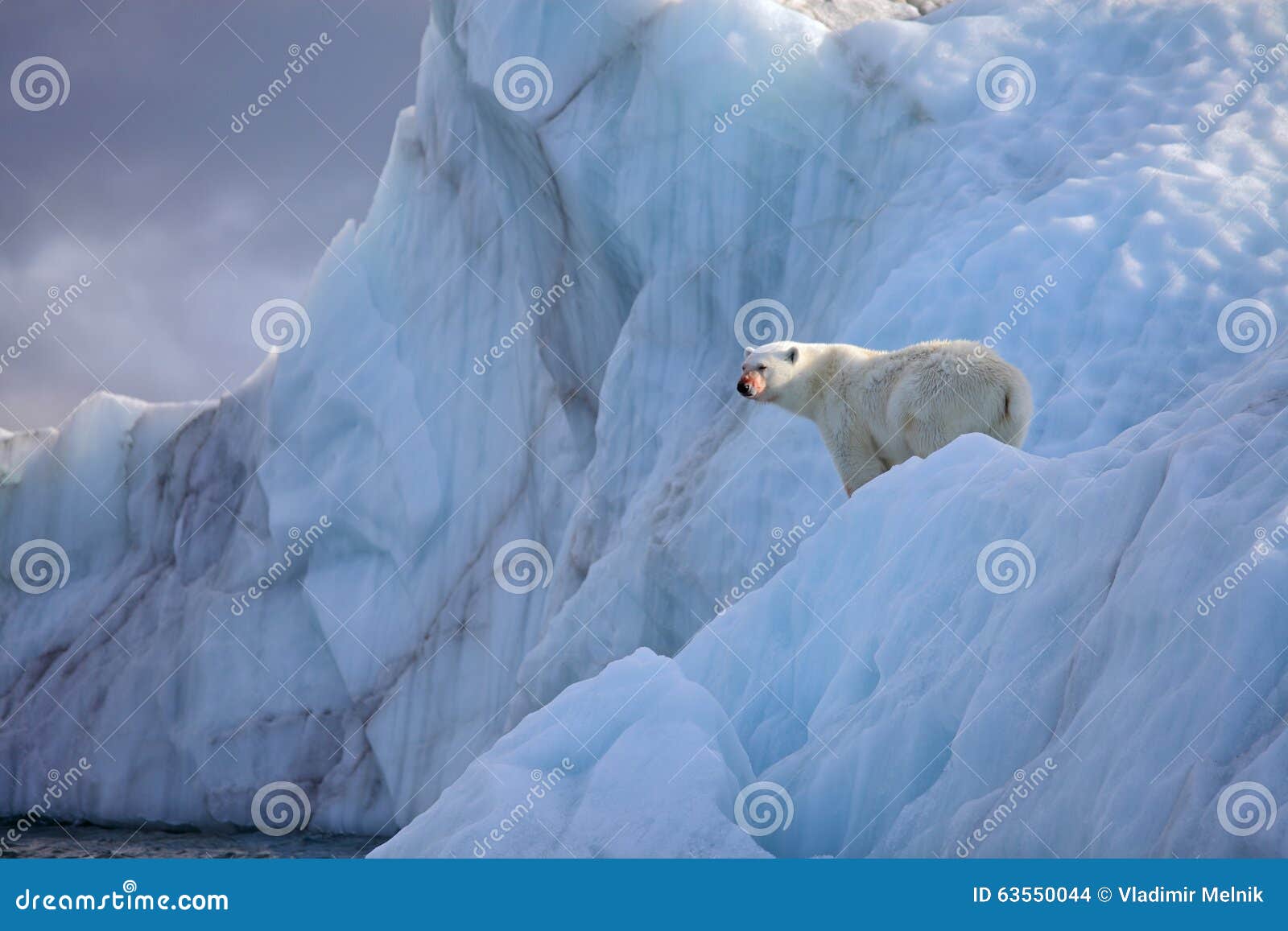 Polar bear on iceberg stock photo. Image of mammal, land - 63550044