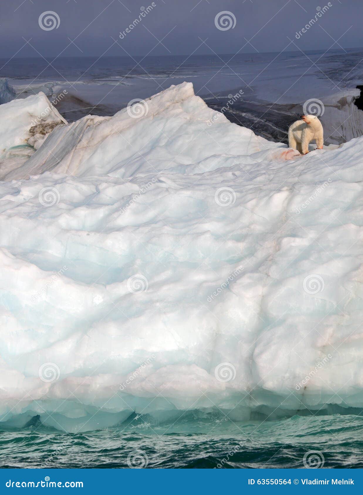 Polar bear on iceberg stock photo. Image of cold, nature - 63550564