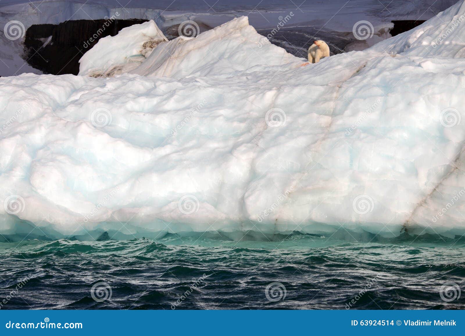 Polar bear on iceberg stock photo. Image of outdoors - 63924514