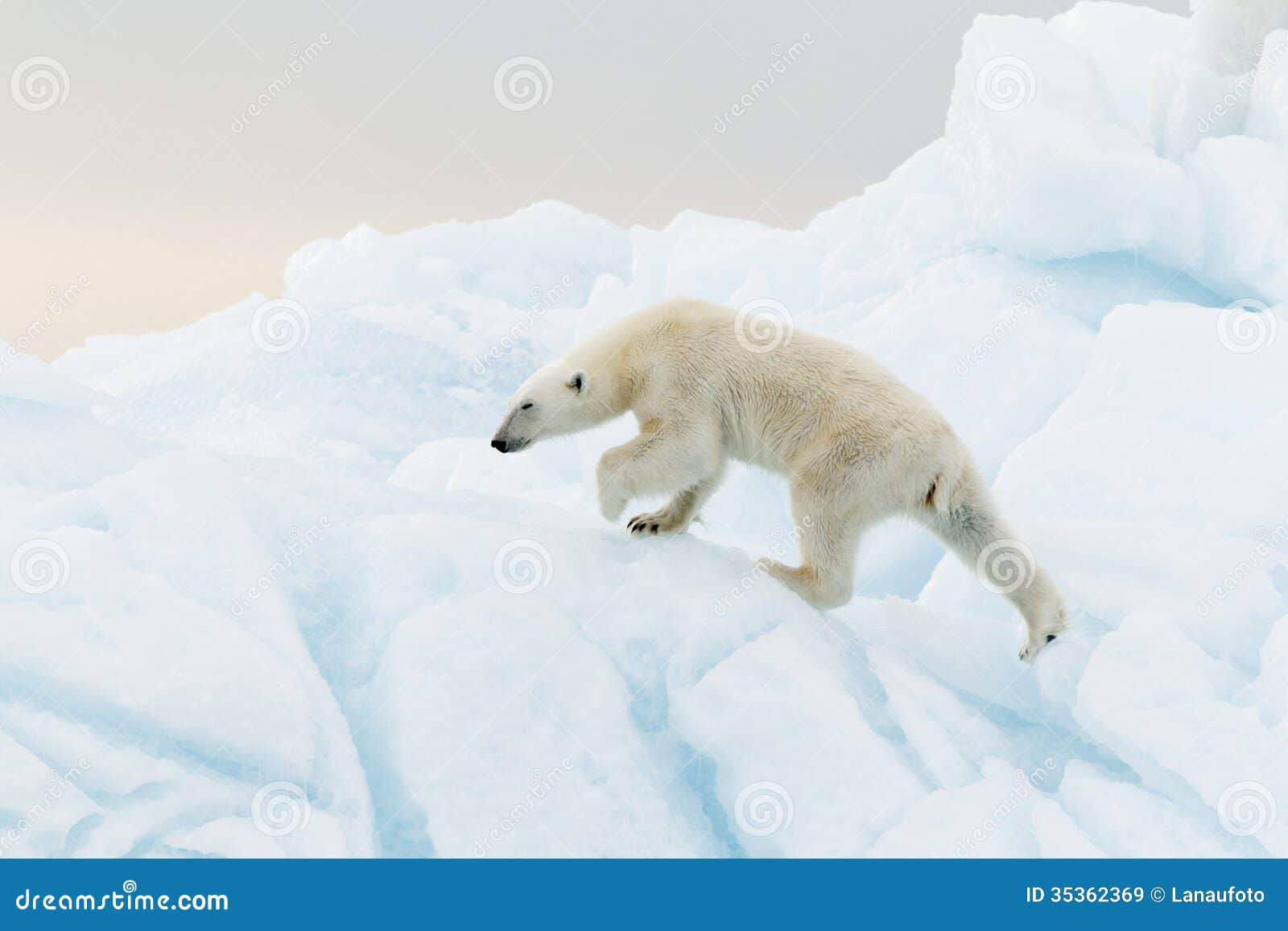 Polar bear on iceberg stock image. Image of norwegian - 35362369