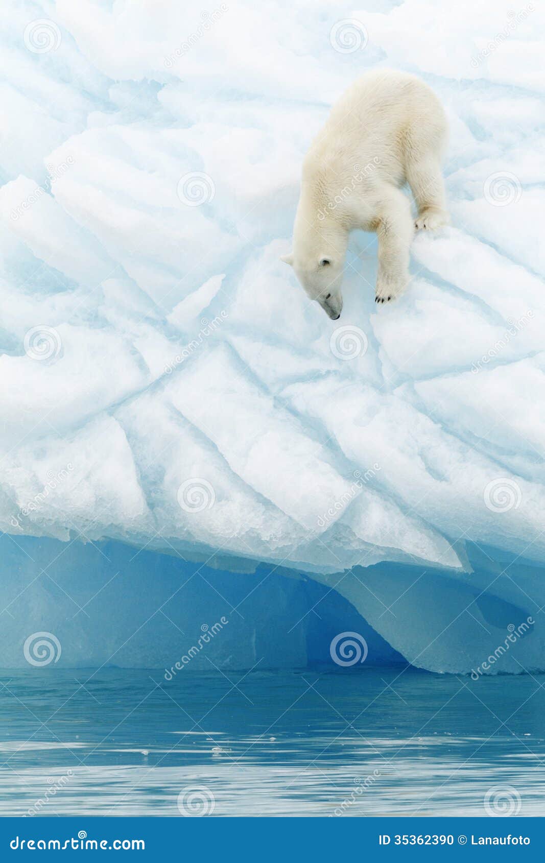 Polar bear on iceberg stock photo. Image of wild, maritimus - 35362390